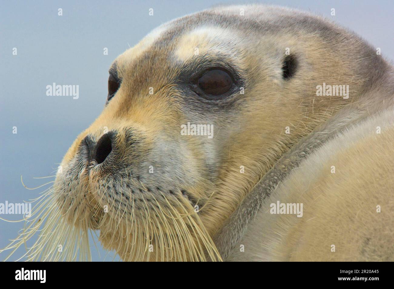 Bearded seals (Erignathus barbatus), marine mammals, predators, seals ...