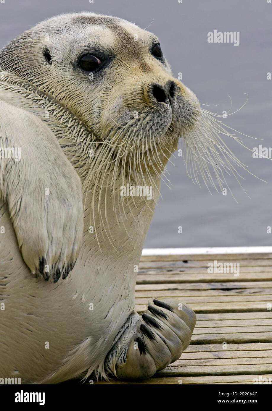 Bearded seals hi-res stock photography and images - Alamy