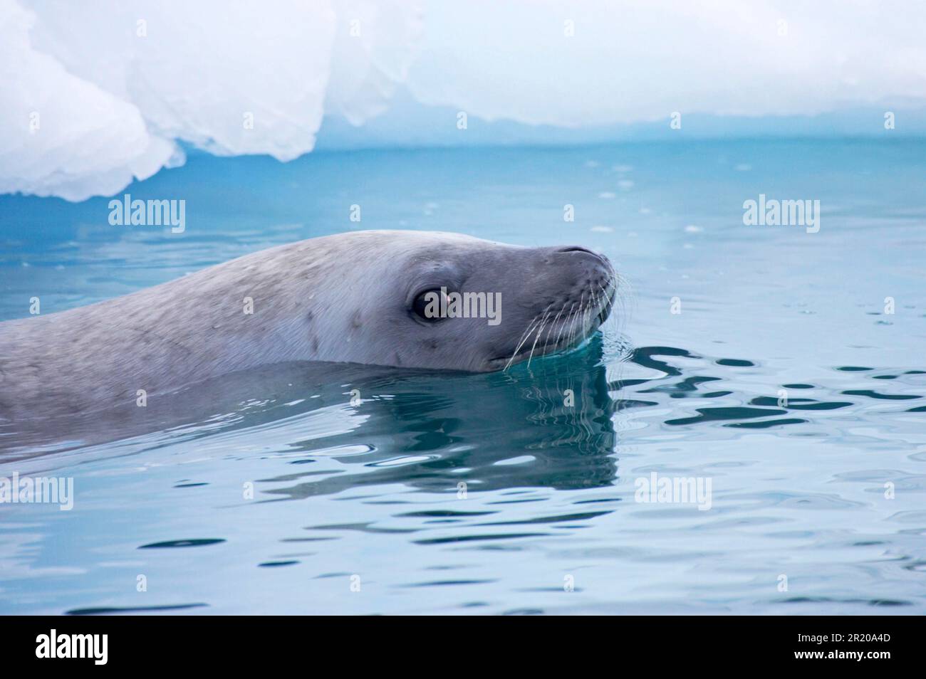 Crab-eating seal (Lobodon carcinophagus) adult, close-up of head ...