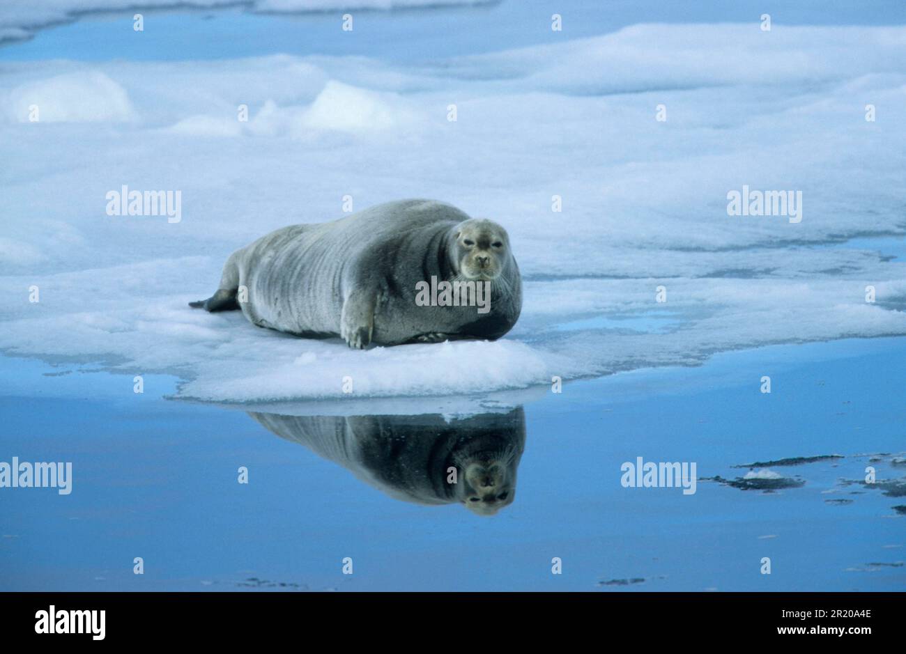 Bearded seals (Erignathus barbatus), Marine mammals, Predators, Seals ...
