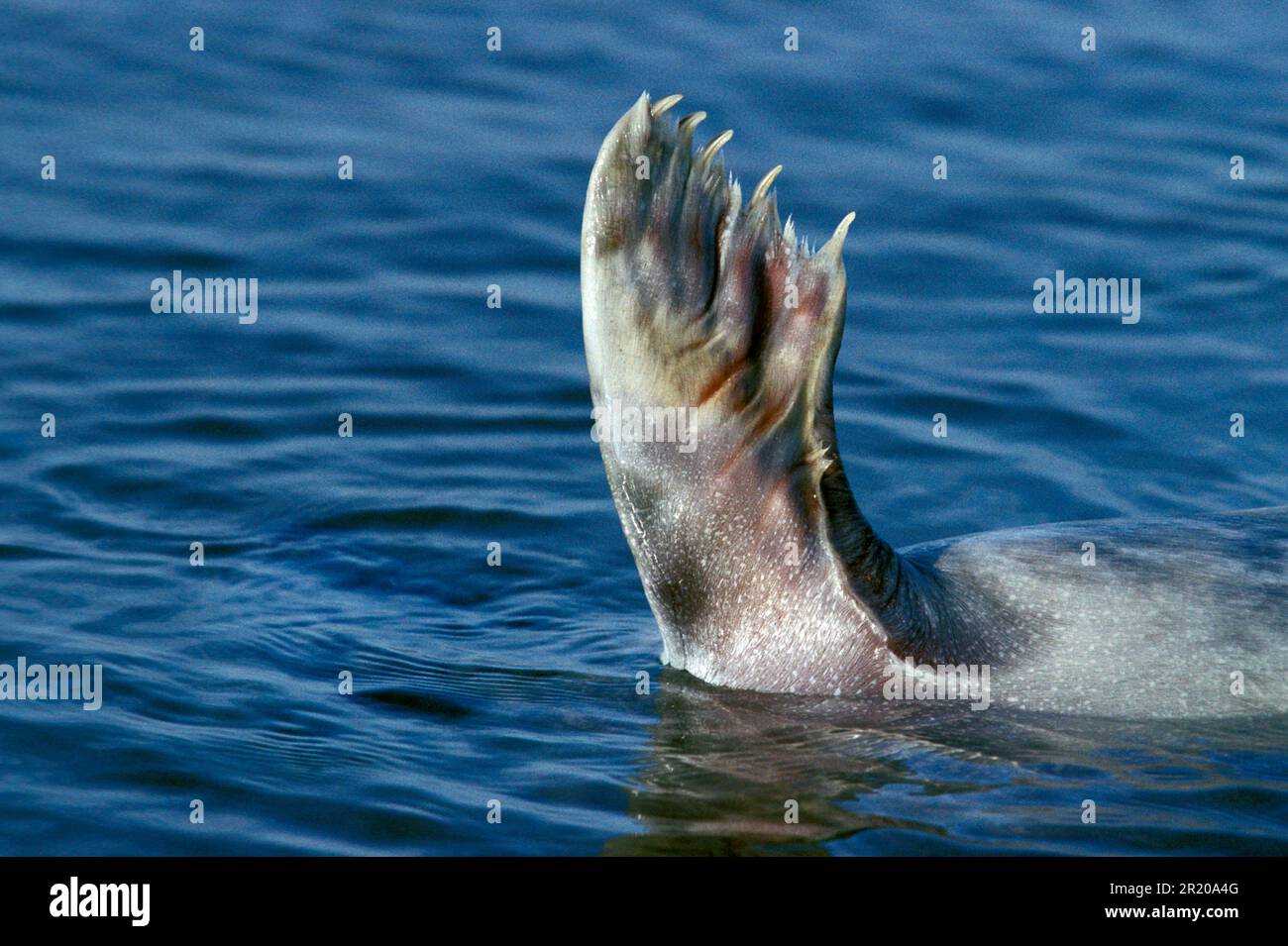 Seal, Common seal, harbor seals (Phoca vitulina), Common seals, Marine ...