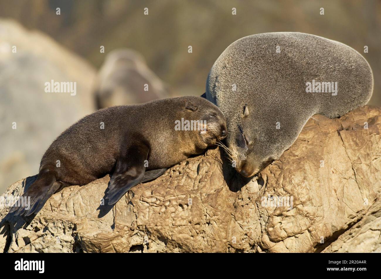 New Zealand fur seal (Arctocephalus forsteri), New Zealand fur seal ...