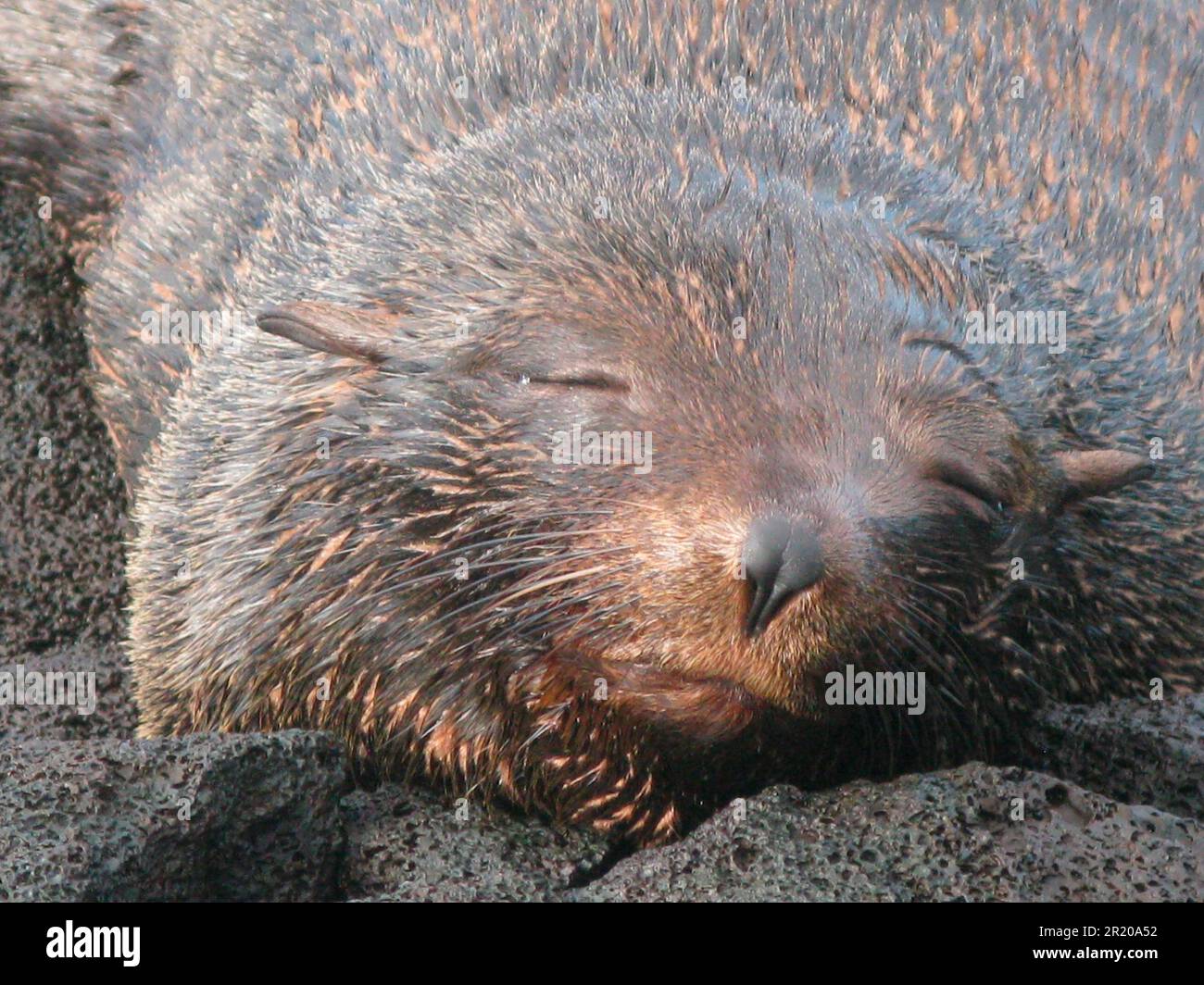 Galapagos Sea Bear, southern fur seal (Arctocephalus), marine mammals ...