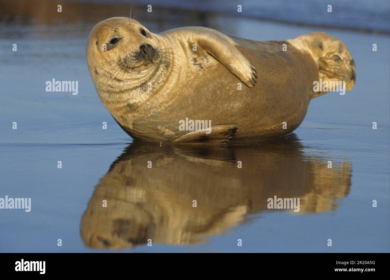 Atlantic grey seals underwater hi-res stock photography and images - Alamy