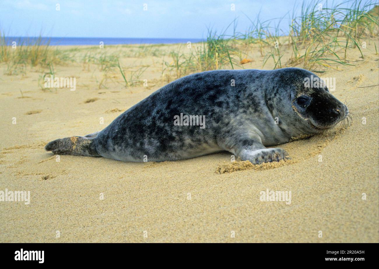 Atlantic grey seals underwater hi-res stock photography and images - Alamy
