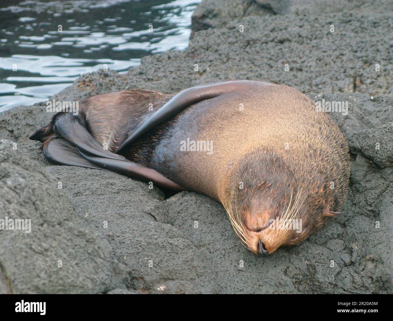 Galapagos Sea Bear, southern fur seal (Arctocephalus), marine mammals ...