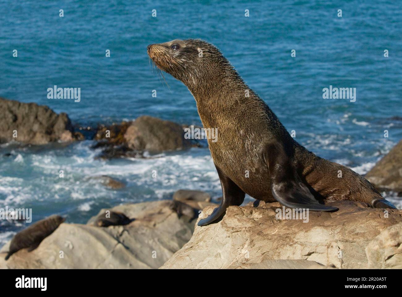 New Zealand fur seal (Arctocephalus forsteri), New Zealand fur seal ...