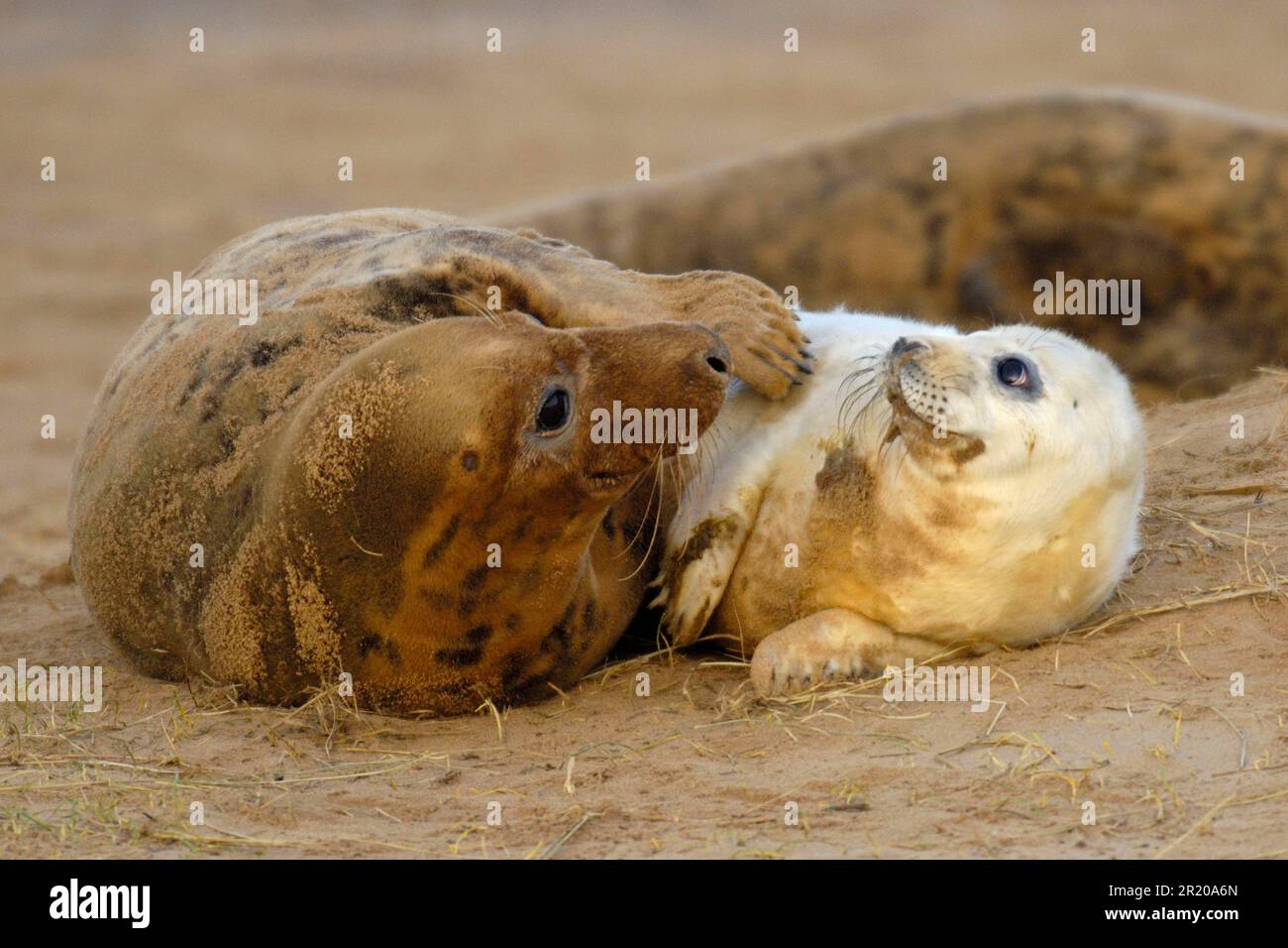 Grey seal, grey seals (Halichoerus grypus), marine mammals, predators ...