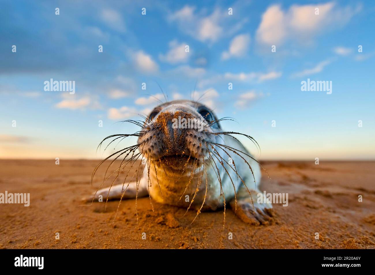 Grey seal, grey seals (Halichoerus grypus), marine mammals, predators ...