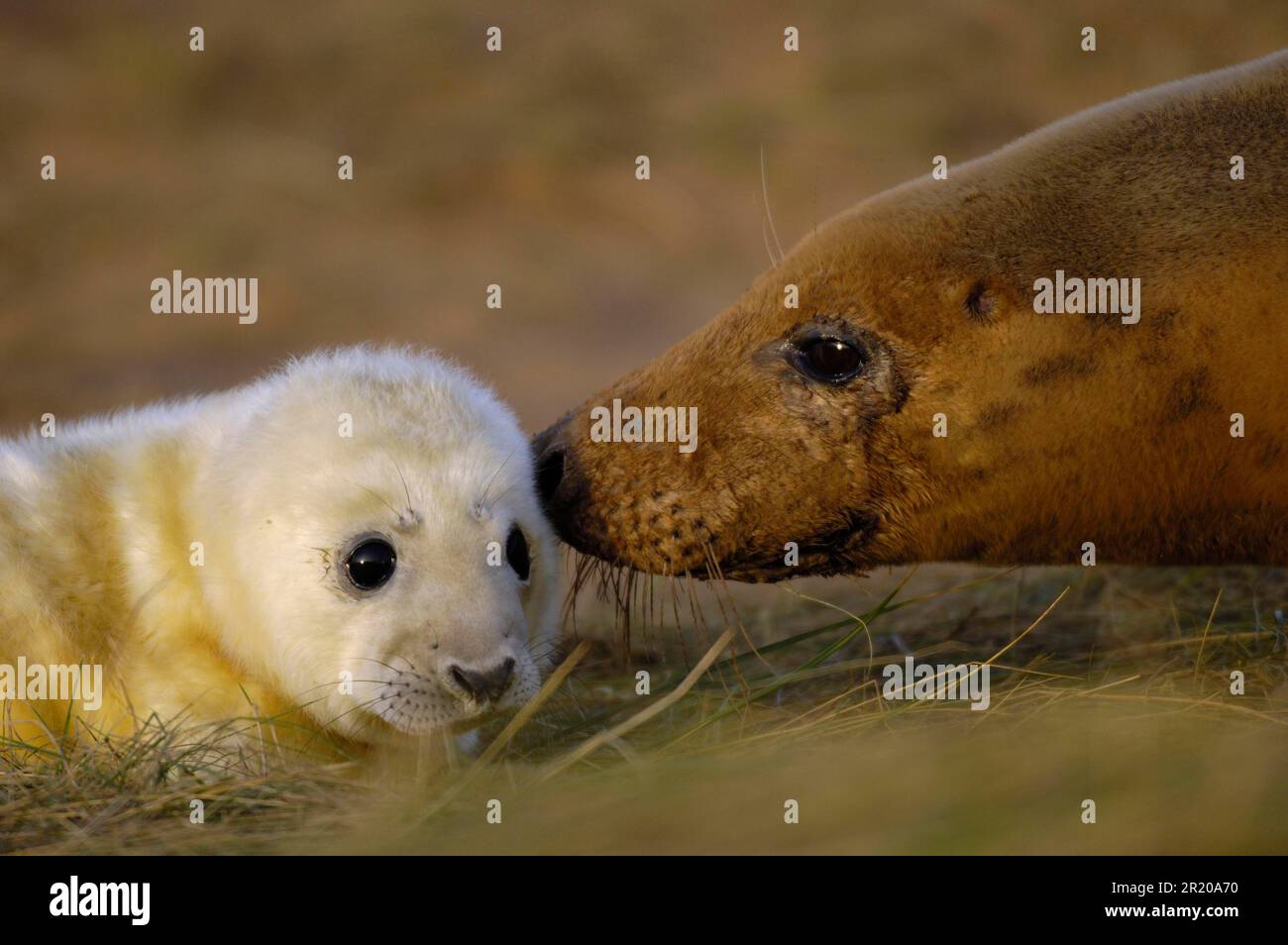Grey seal, grey seals (Halichoerus grypus), marine mammals, predators ...