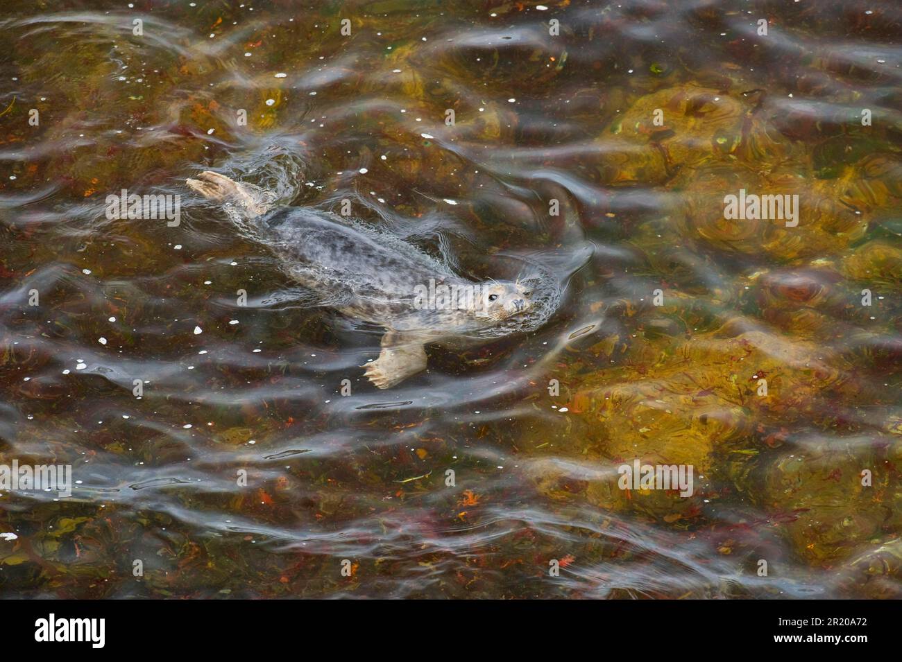 Grey seal, grey seals (Halichoerus grypus), marine mammals, predators ...