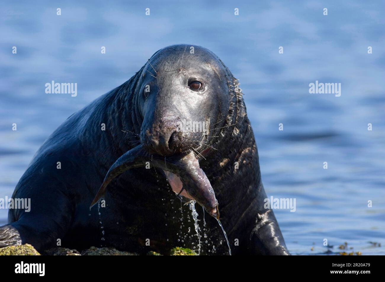 Seal fish hi-res stock photography and images - Alamy