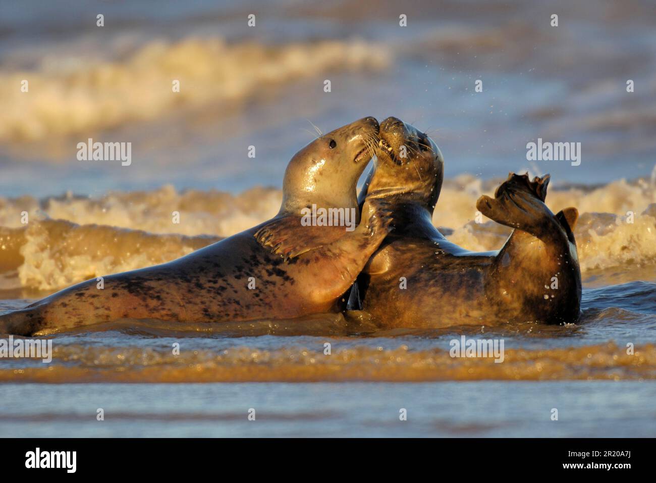 Grey Seal, grey seals (Halichoerus grypus), marine mammals, predators ...