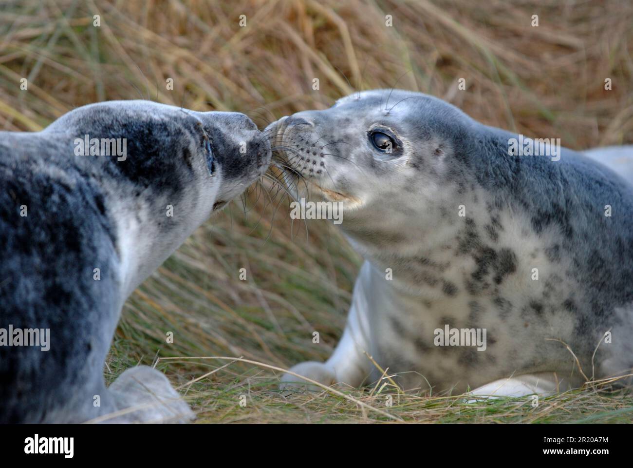 Grey seal, grey seals (Halichoerus grypus), marine mammals, predators ...