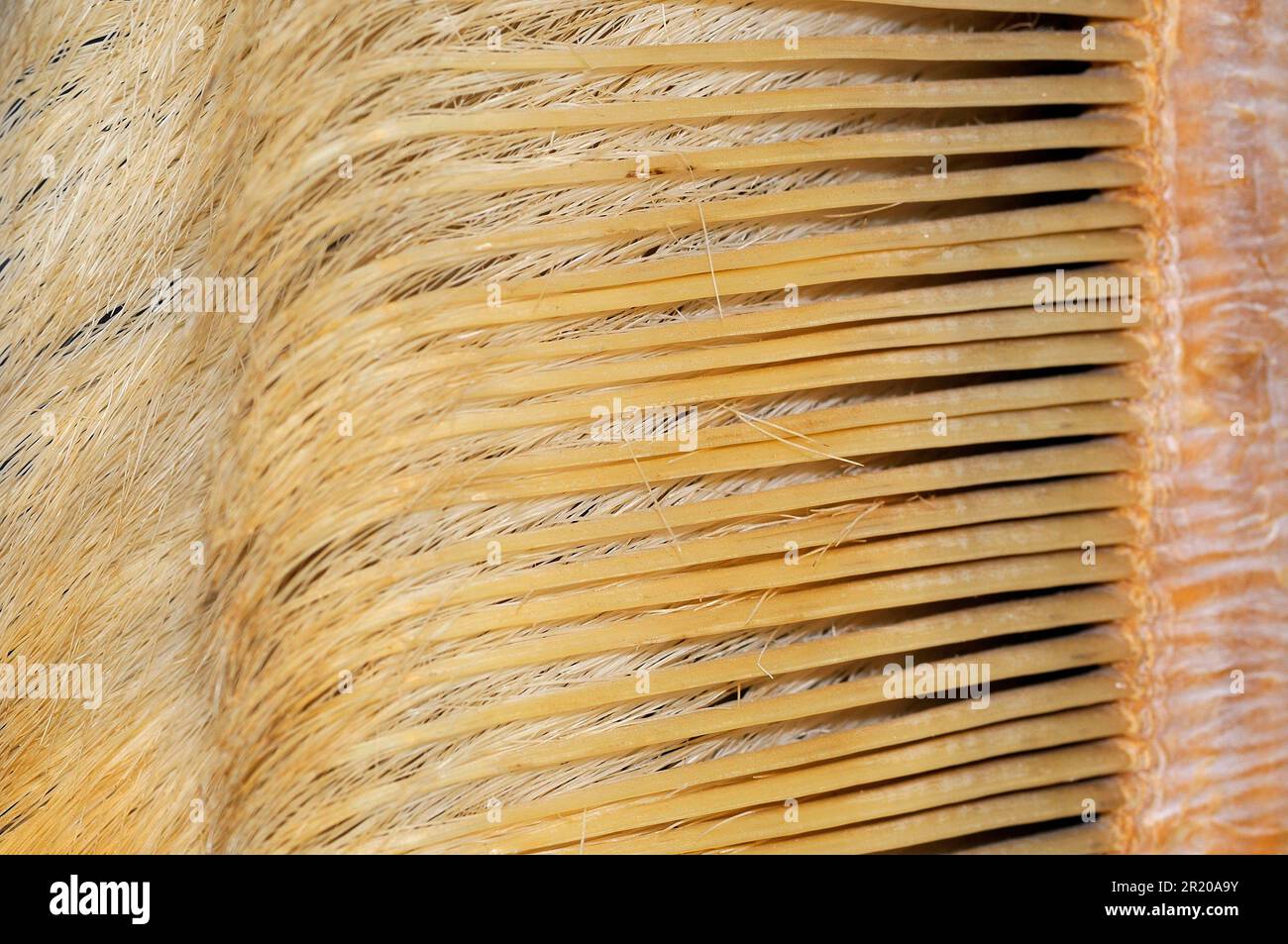 Eschrichtius gibbosus, gray whale (Eschrichtius robustus), Grey whales ...