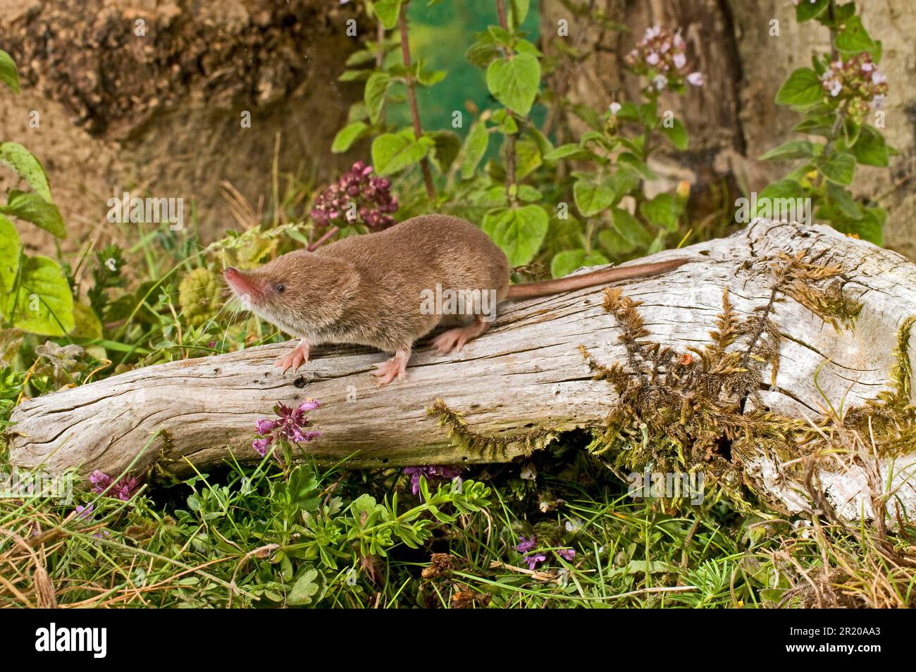 Common shrew (Sorex araneus), wood shrew, wood shrews, shrew, shrews ...