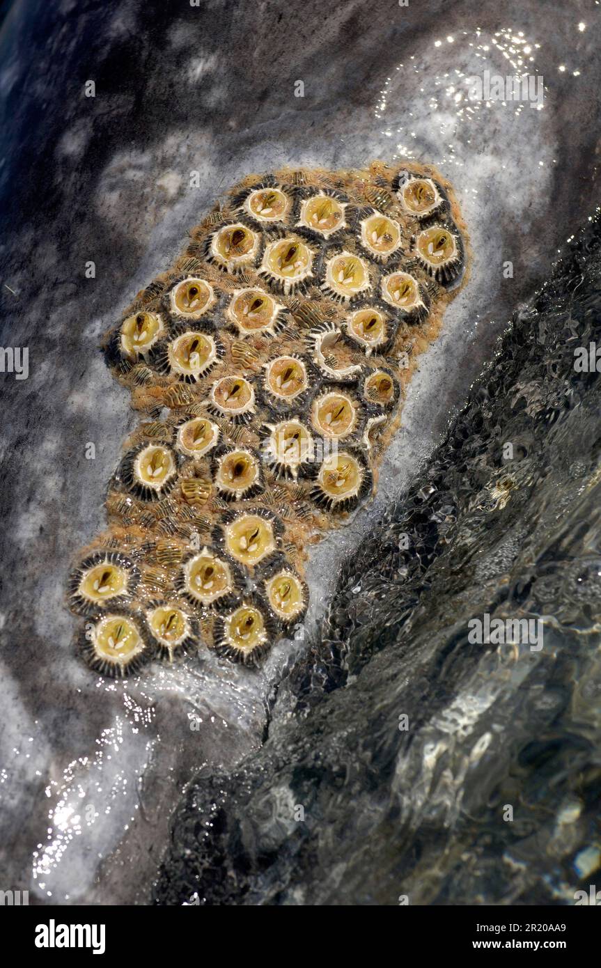 Whale skin macro hi-res stock photography and images - Alamy