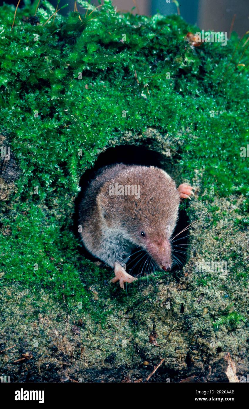 Common shrew (Sorex araneus), wood shrew, shrew, shrews, insectivores ...