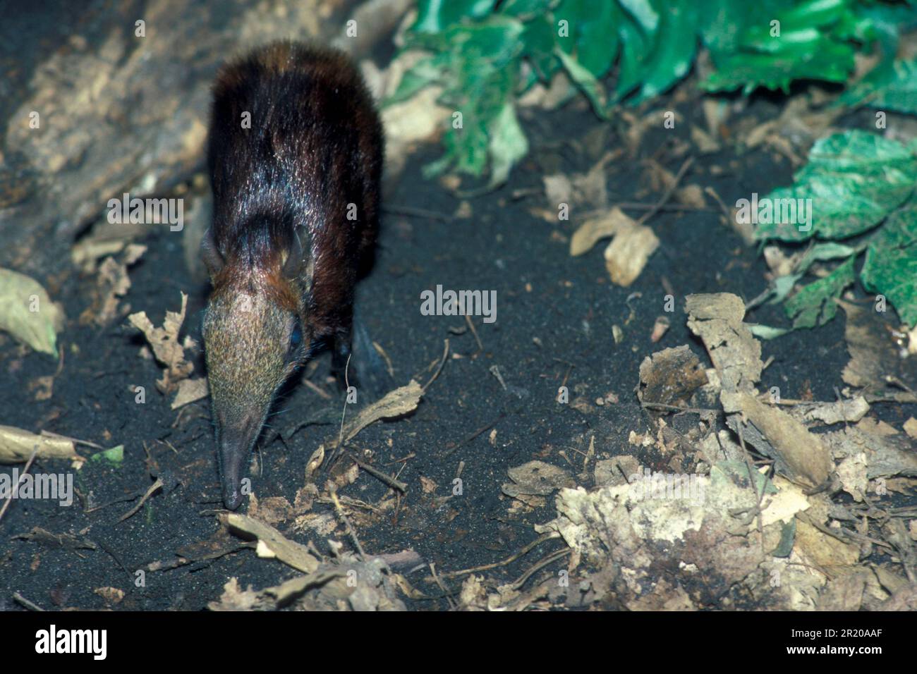 Rhynchocyon cirnei hi-res stock photography and images - Alamy