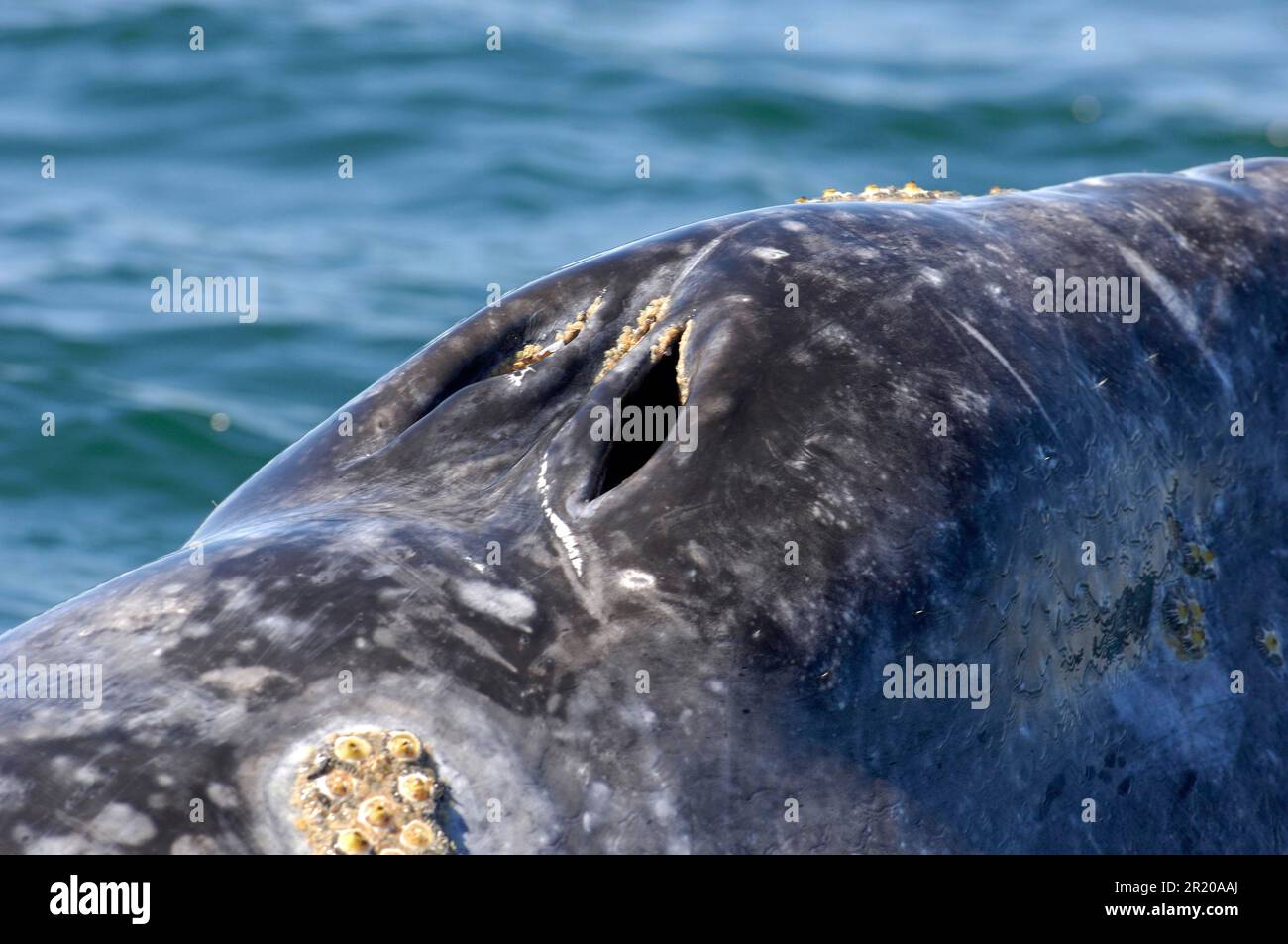 Eschrichtius gibbosus, gray whale (Eschrichtius robustus), grey whales, baleen whales, marine ...