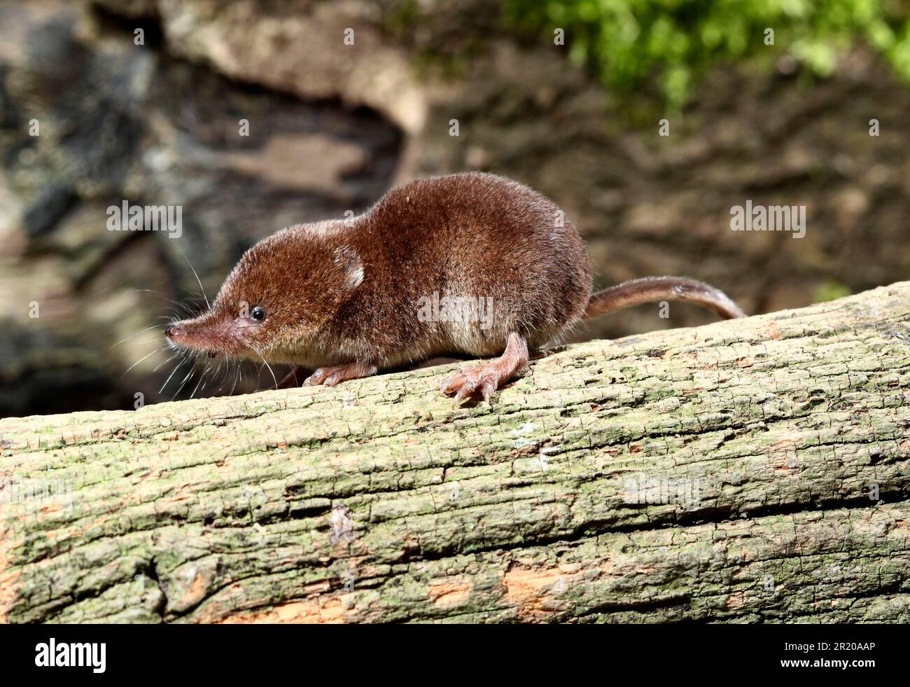 Common Shrew (Sorex araneus) adult, standing on log, Midlands, England ...