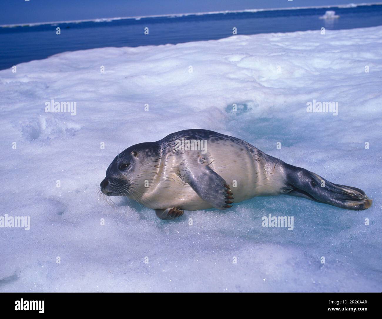 Ringed seal, ringed seals (Pusa hispida) marine mammals, predators ...