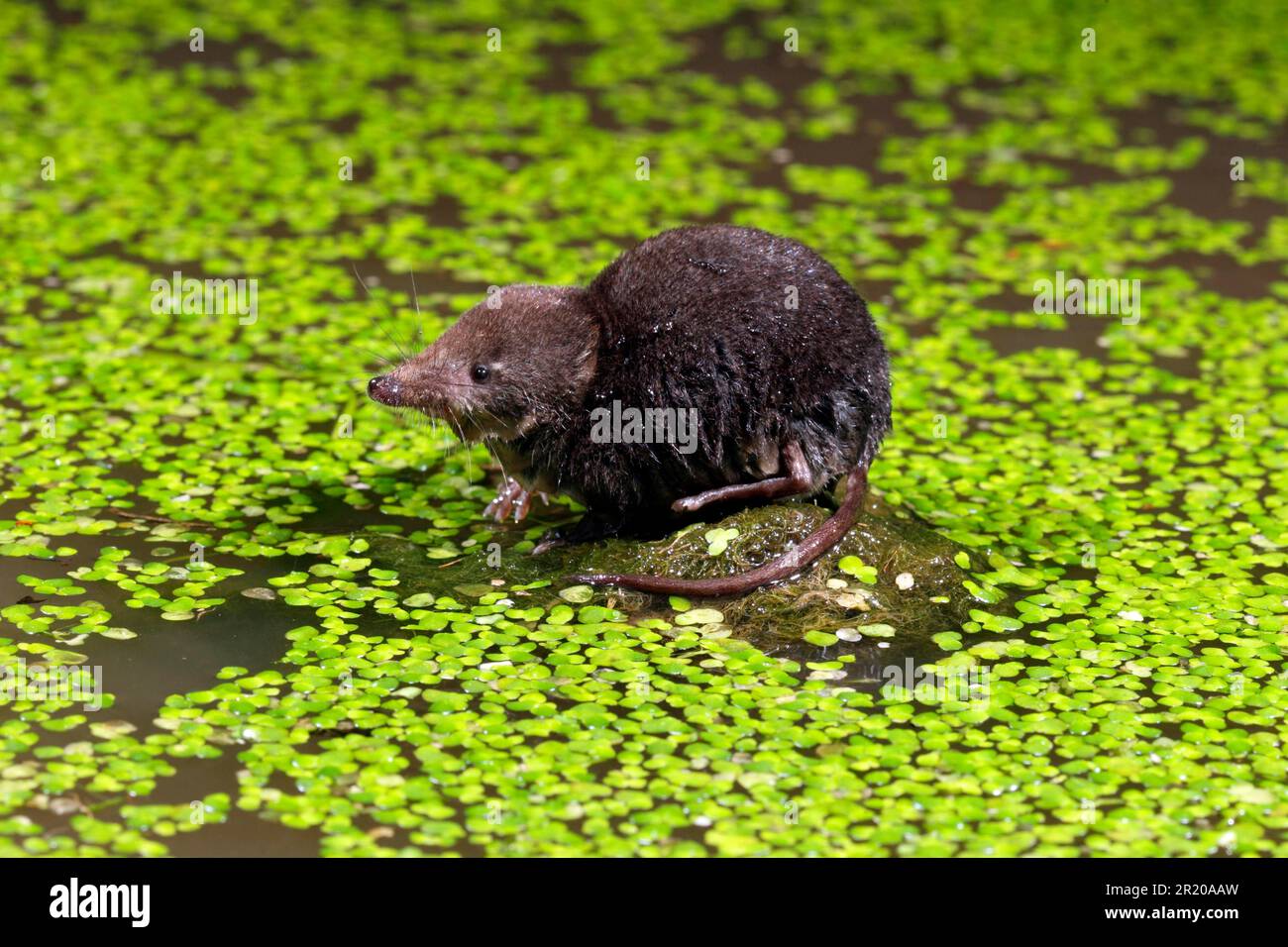 Eurasian Water Shrew (Neomys fodiens) adult, standing on rock in water ...