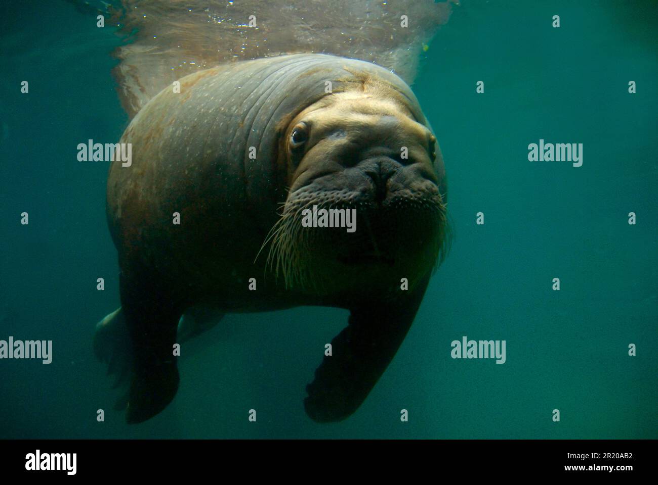 Walrus, walruses (Odobenus rosmarus), marine mammals, predators, seals ...