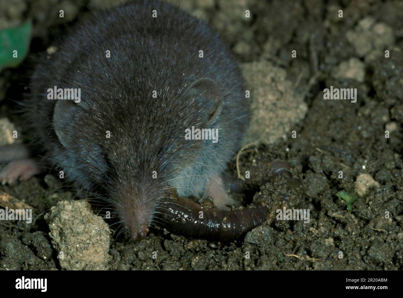 Greater white-toothed shrew (Crocidura russula), House Shrew, House ...
