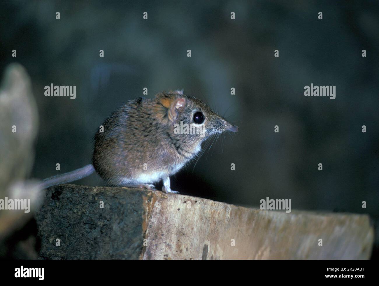 Elephant shrew, elephant shrews, proboscideans, insectivores, mammals ...