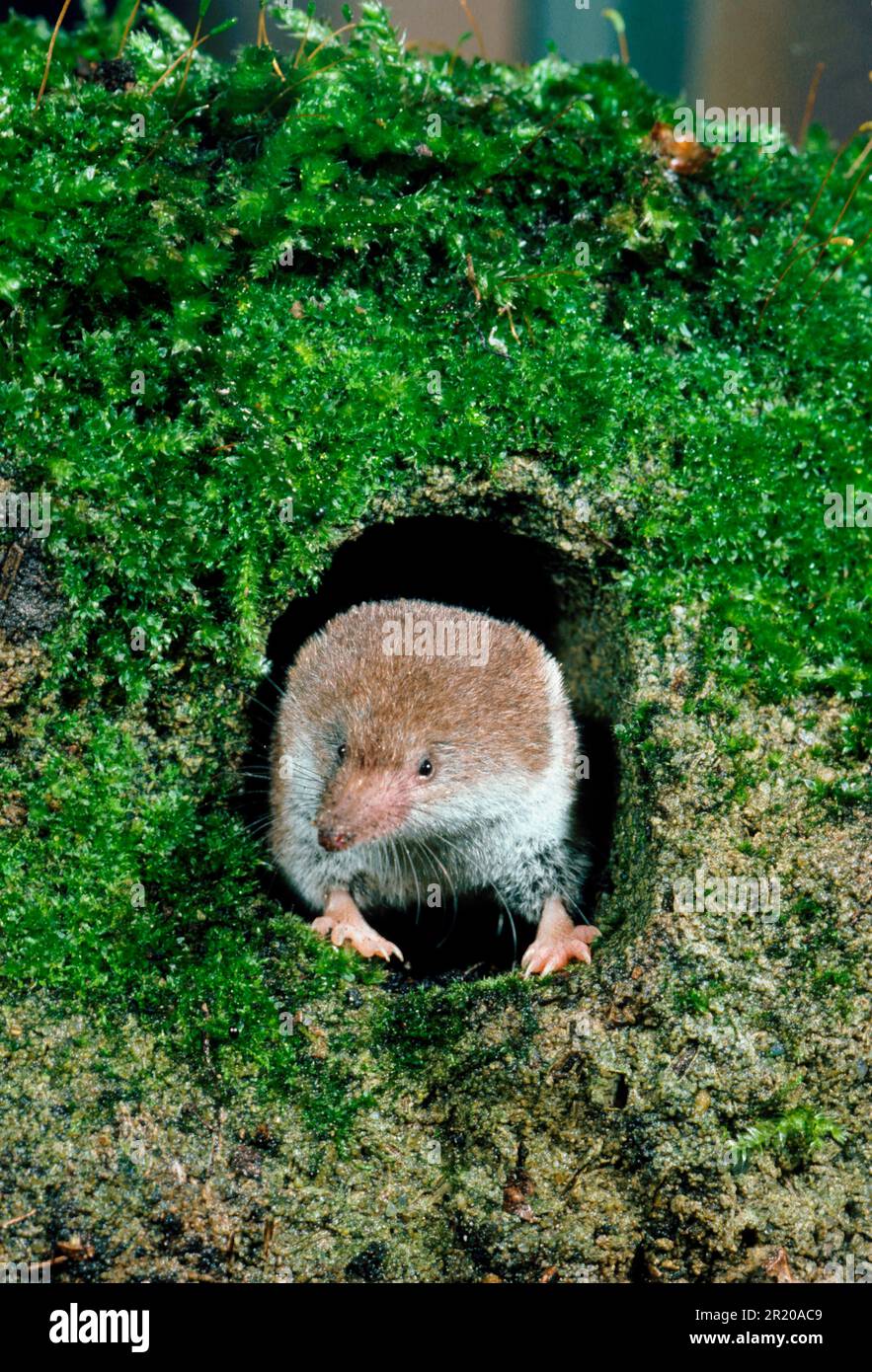 Common shrew (Sorex araneus), wood shrews, shrew, shrews, insectivores ...