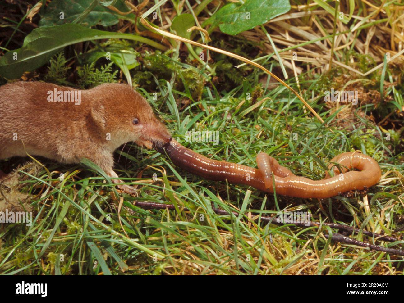 Shrew eating worm hi-res stock photography and images - Alamy