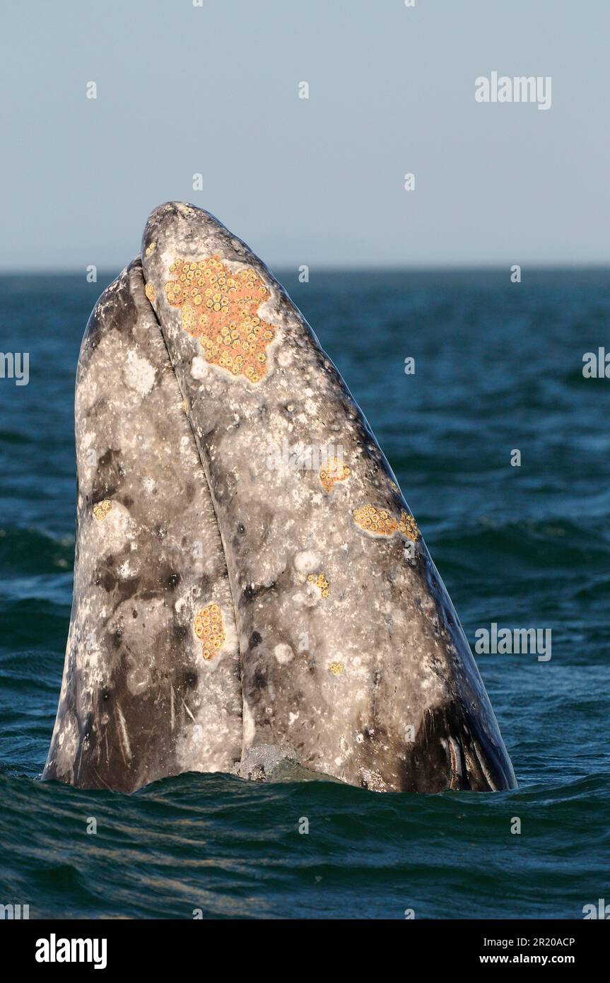 Eschrichtius gibbosus, gray whale (Eschrichtius robustus), grey whales ...