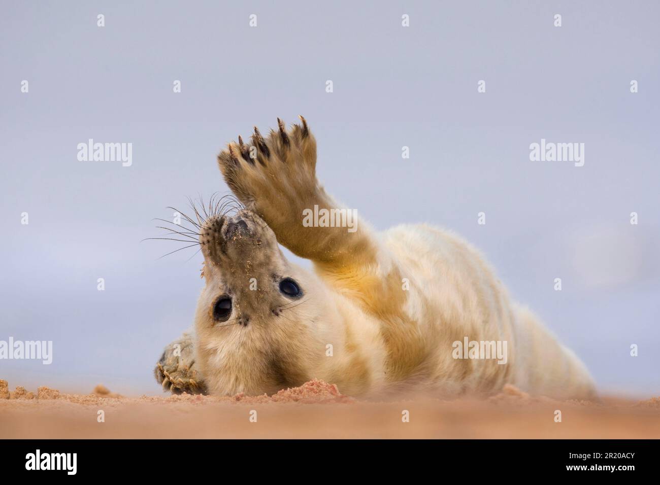 Grey seal, grey seals (Halichoerus grypus), marine mammals, predators ...