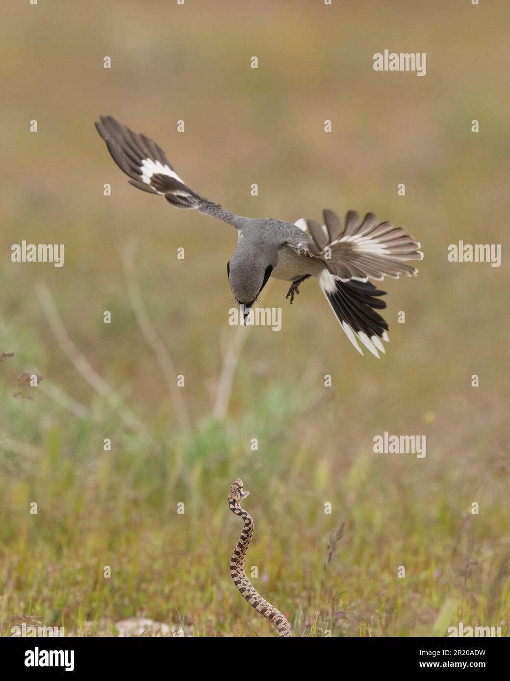 Loggerhead Shrike (Lanius ludivicianus) and gopher snake Antelope ...