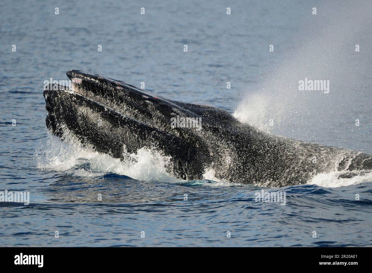 Adult humpback whale (Megaptera novaeangliae), splashing and aggressive ...