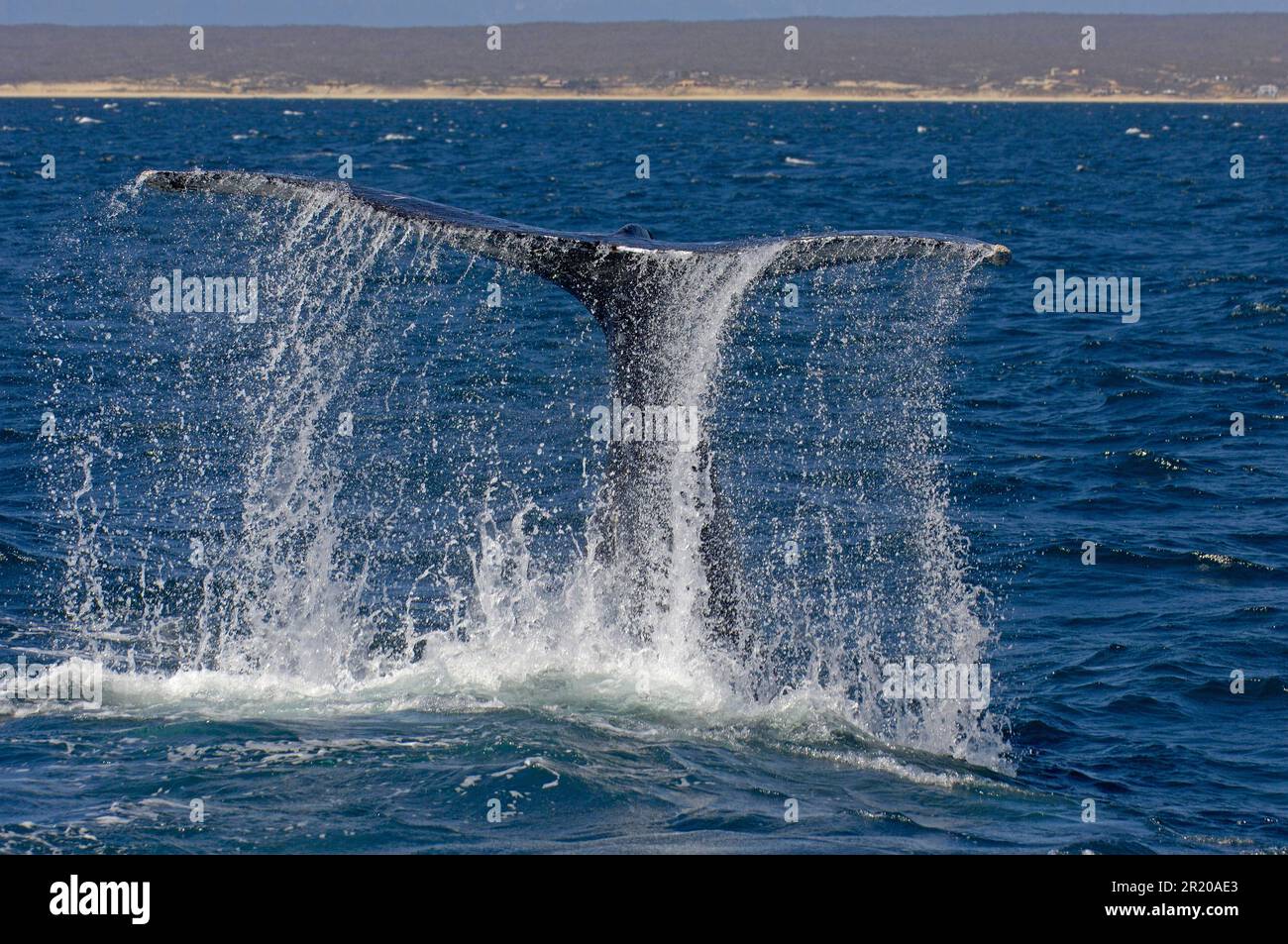 Humpback whale (Megaptera novaeangliae) adult male, praise-tail ...