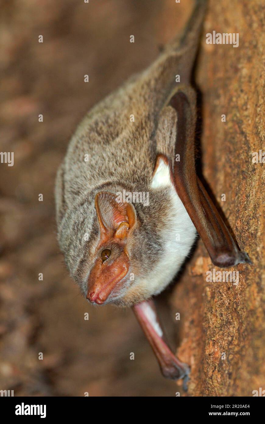 Mauritian Tomb Bat (Taphozous mauritianus) adult, roosting in dry ...