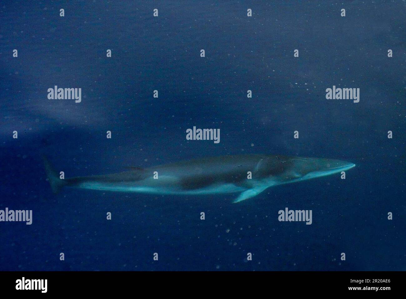 Rorqual, rorqual whales, baleen whales, marine mammals, mammals ...