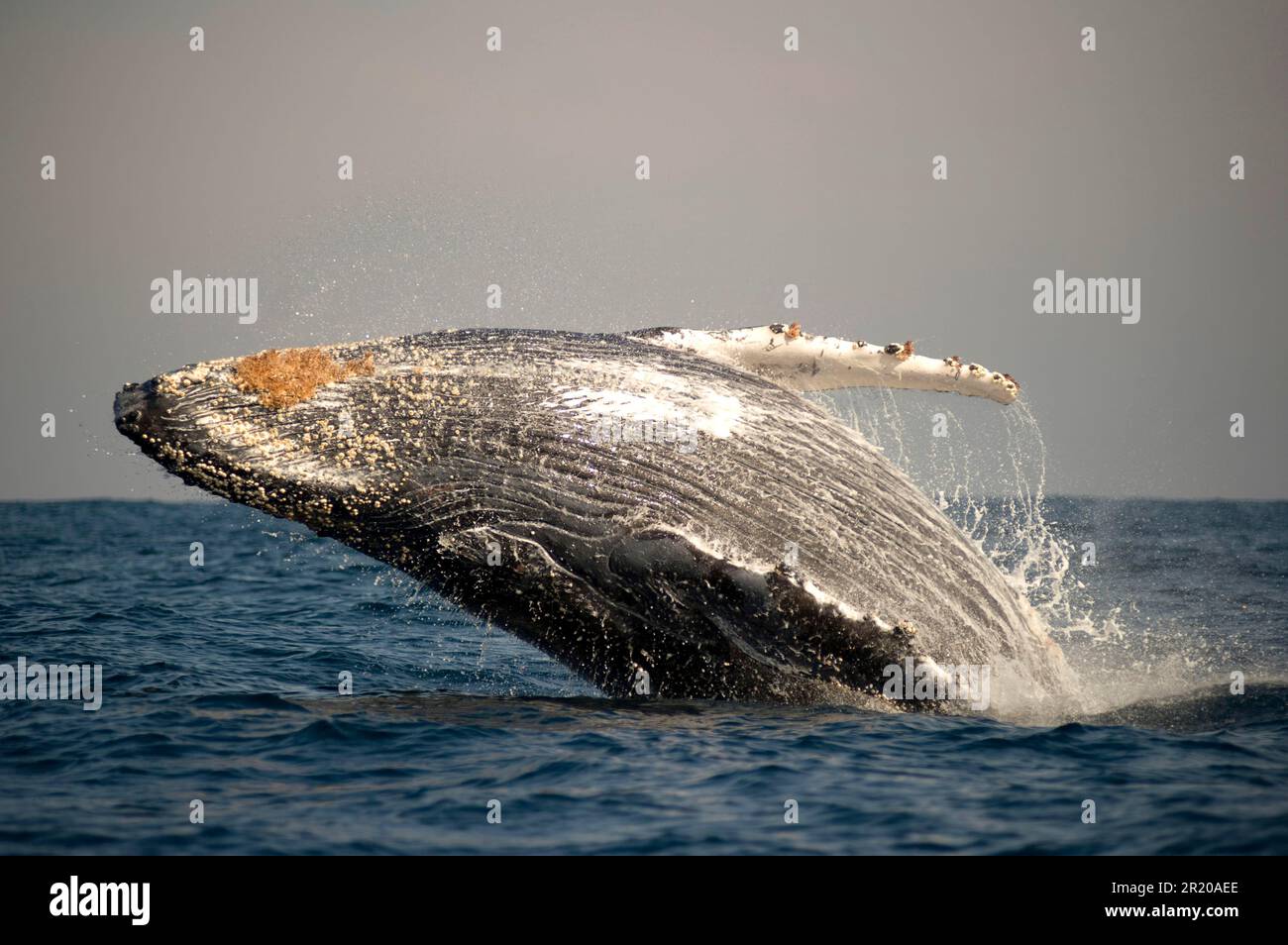 Humpback whale (Megaptera novaeangliae) adult, breaching at the sea ...