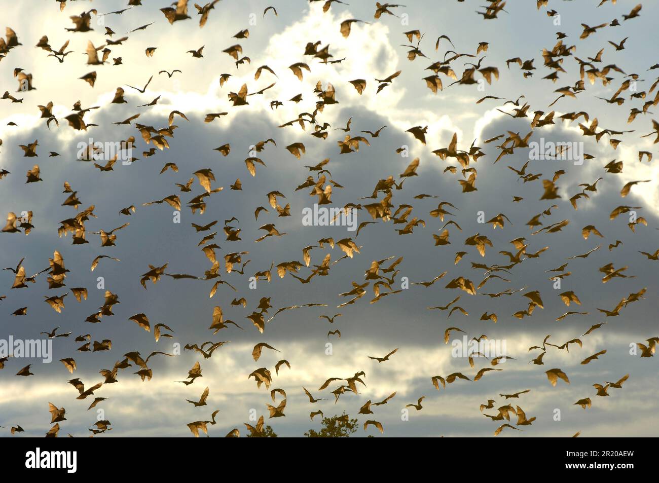 Straw-coloured Fruit Bat (Eidolon helvum) flock, in flight, late ...