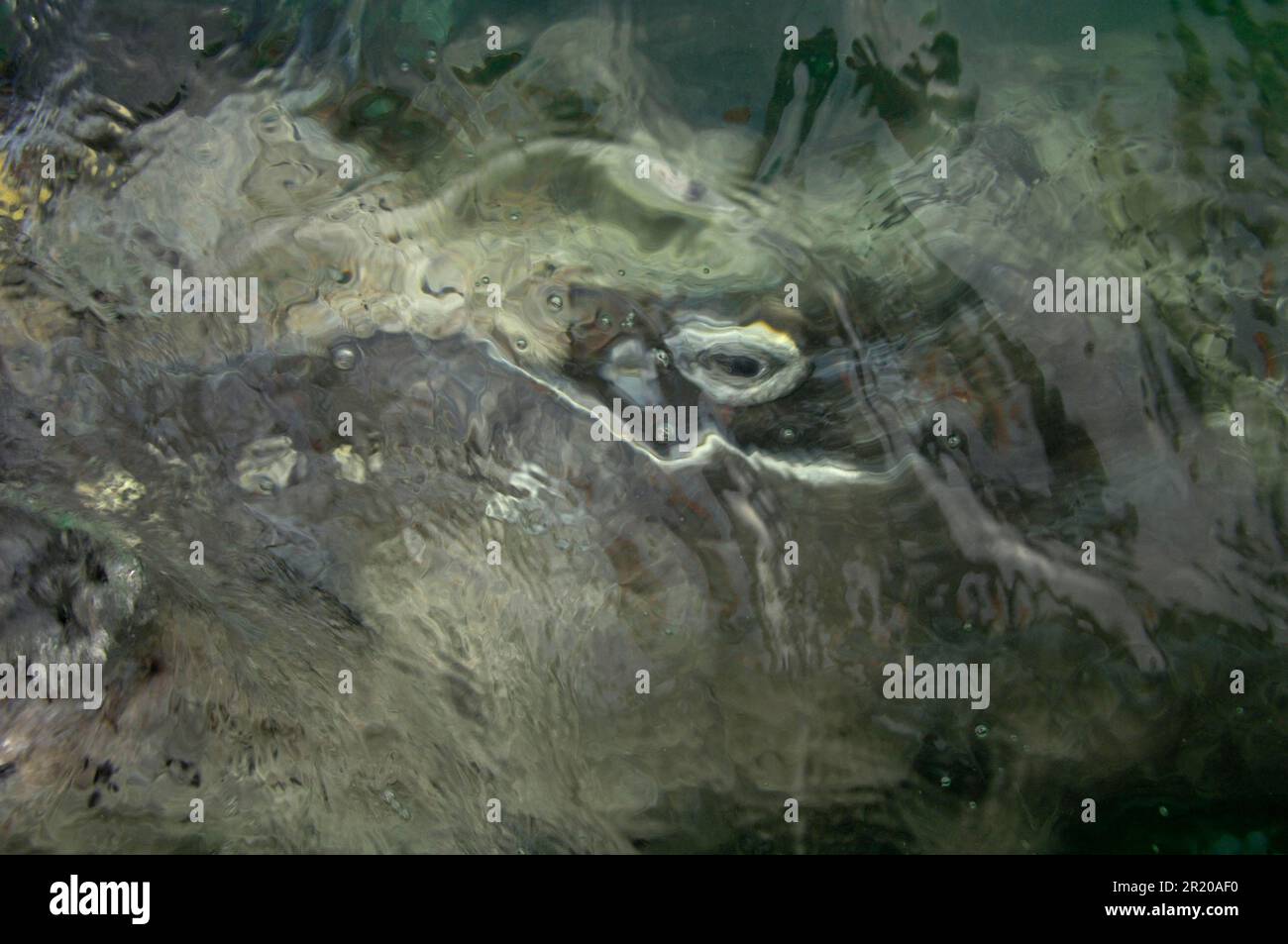 Eschrichtius gibbosus, gray whale (Eschrichtius robustus), grey whales ...