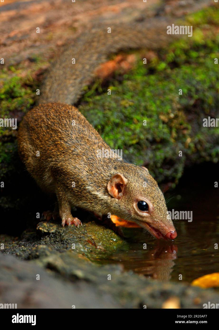 Northern treeshrew (Tupaia belangeri), tupaia (genus) (Tupaja ...