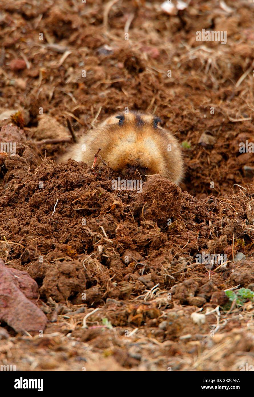Big-headed mole rat (Tachyoryctes macrocephalus) adult, digging ...