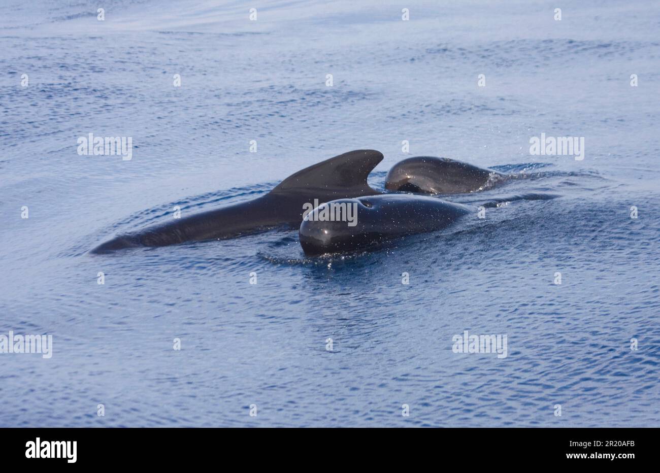 Long-finned long-finned pilot whale (Globicephala melas) three adults ...