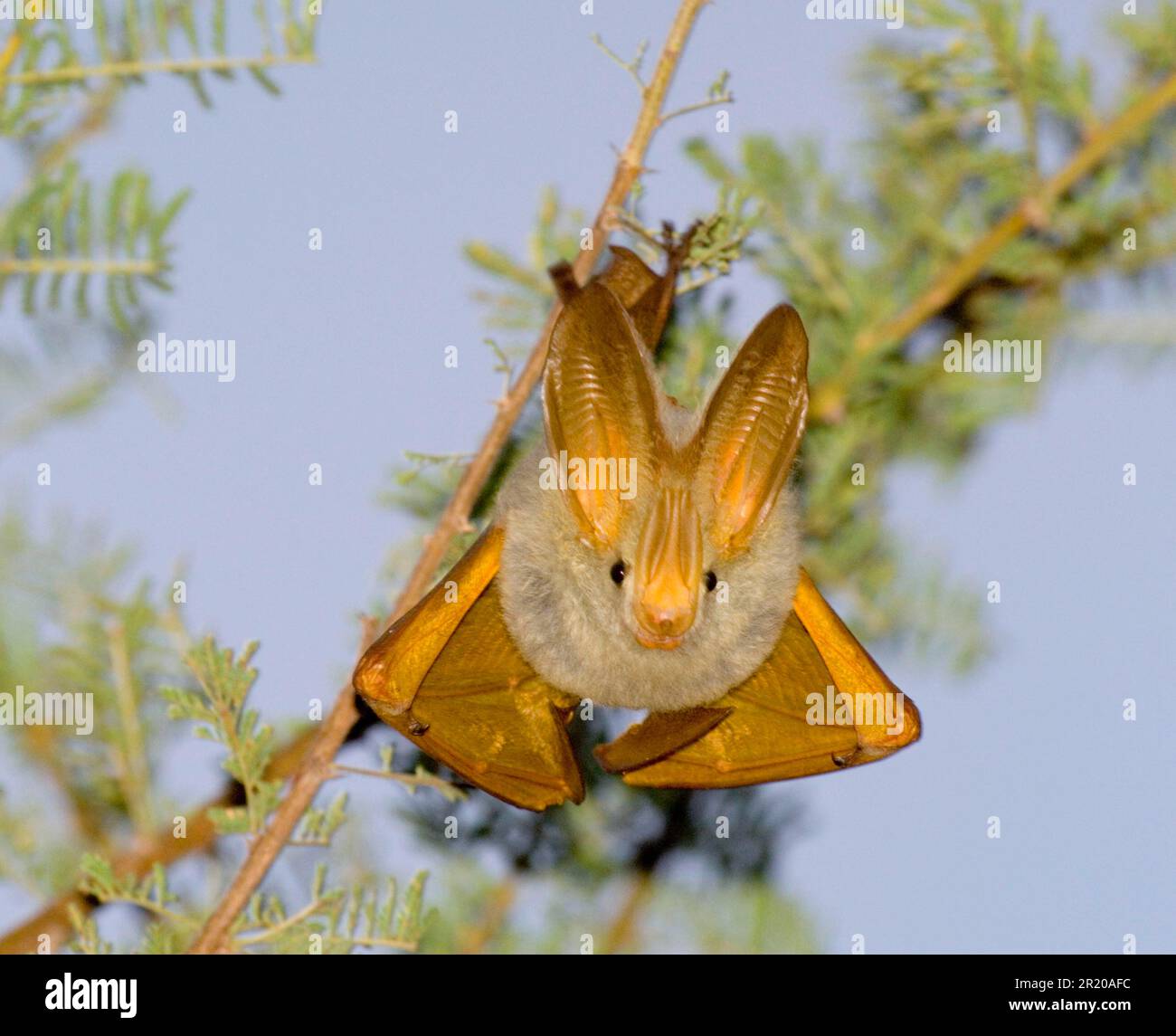 Rhinolophoidea hi-res stock photography and images - Alamy