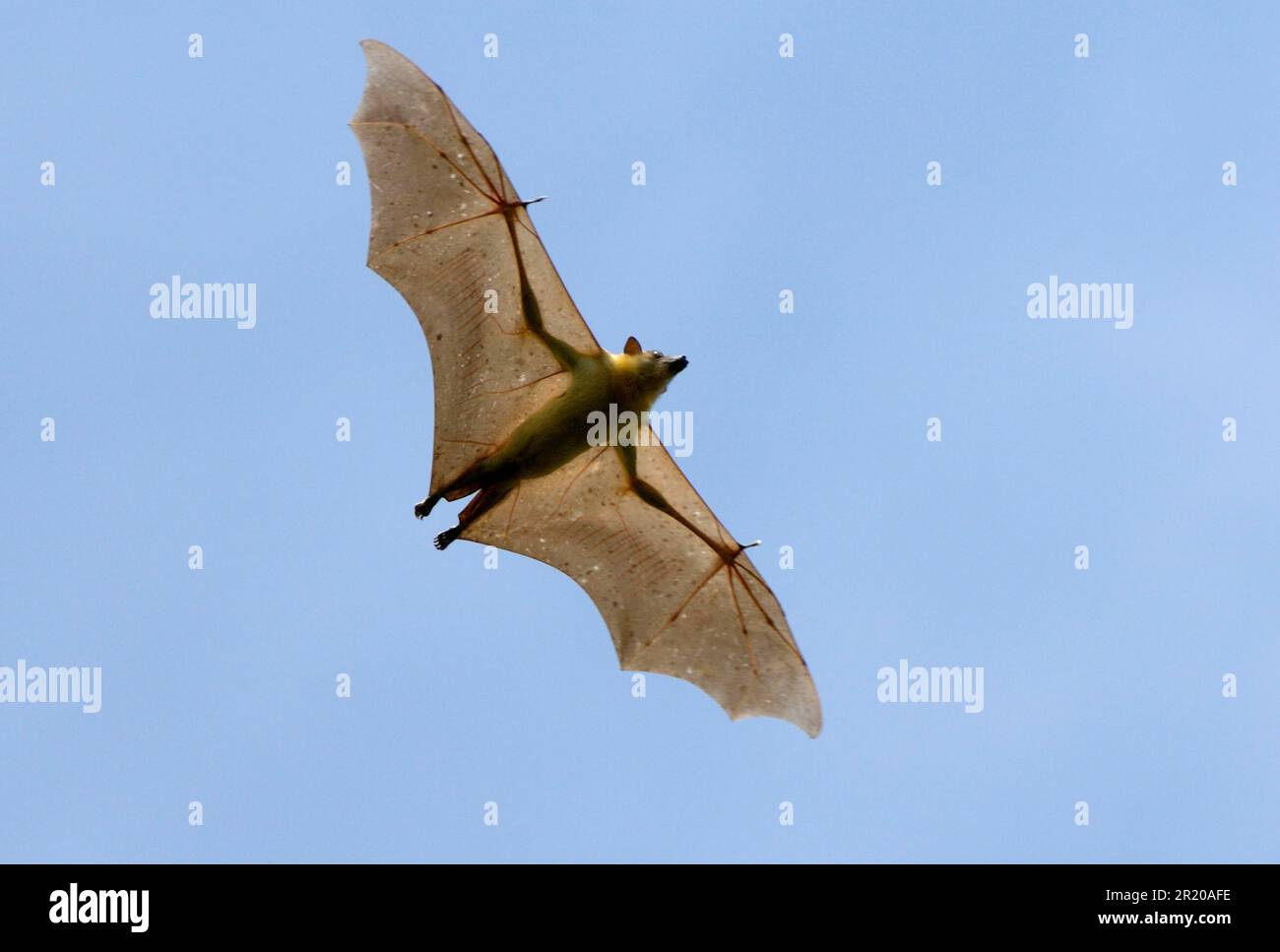 Straw-coloured Fruit Bat (Eidolon helvum) adult, in flight, daytime ...