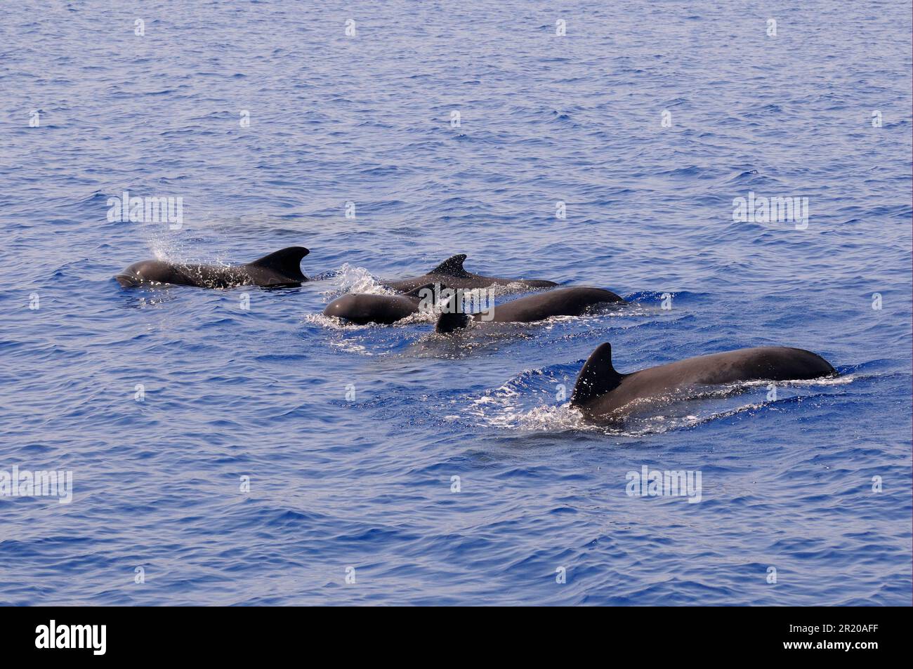 Short-finned Pilot Whale (Globicephala macrorhynchus) pod, surfacing ...