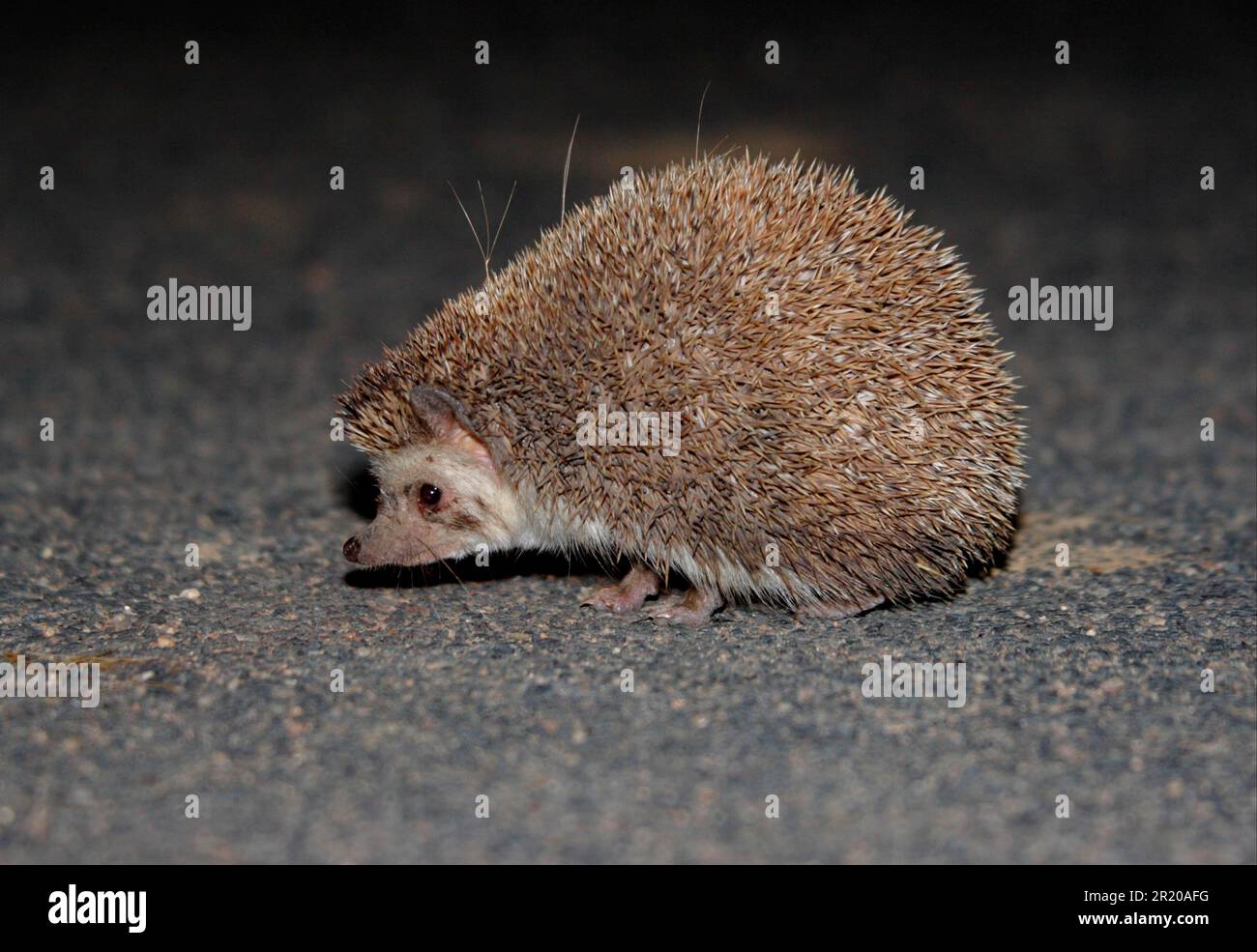 Indian hedgehog (Paraechinus micropus), Indian Hedgehogs, Insectivores ...