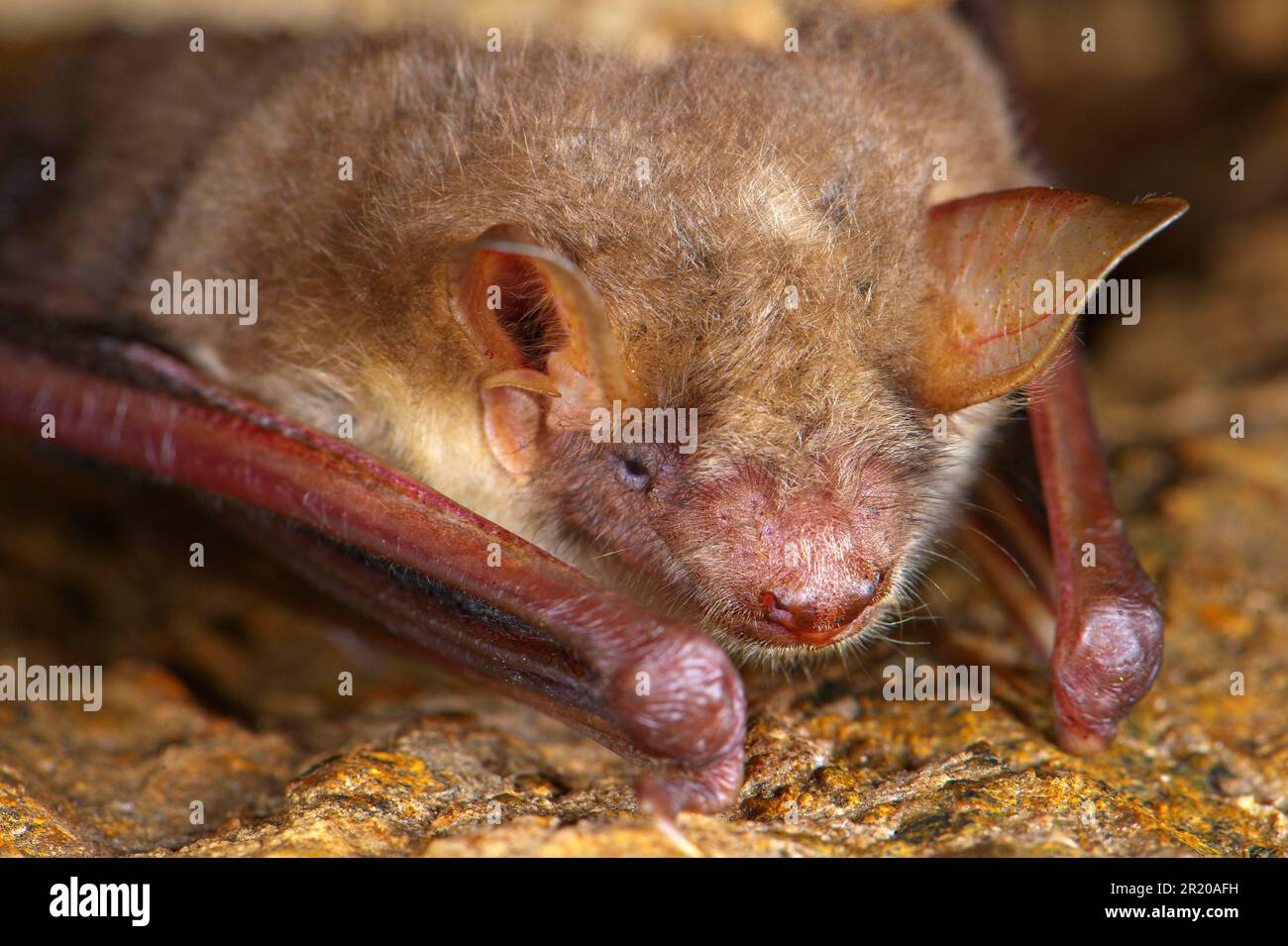 Little lesser mouse-eared bat (Myotis blythii) adult, roosting in rock ...